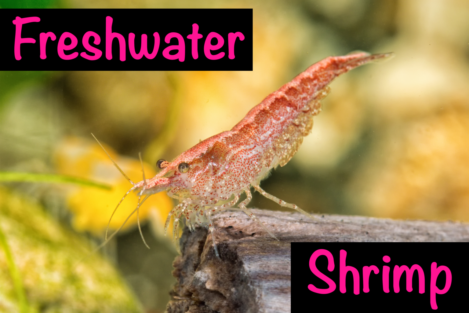 How to Setup a Freshwater Shrimp Tank