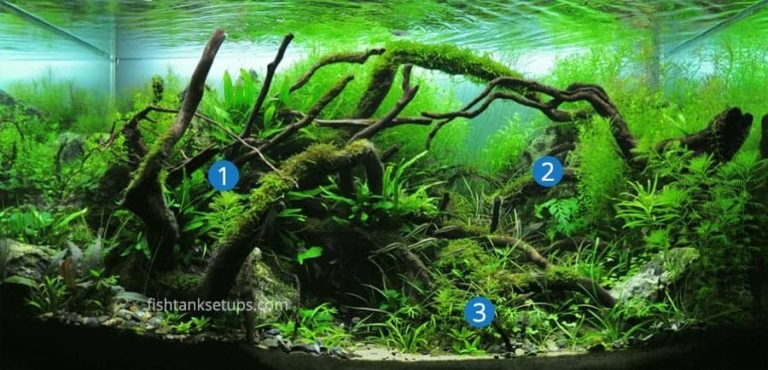 Aquascaping Guide for Beginners
