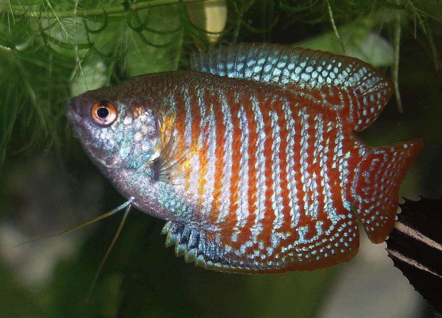 Gourami Fish Care (Lifespan, Tank Mates, Diet, & Health)