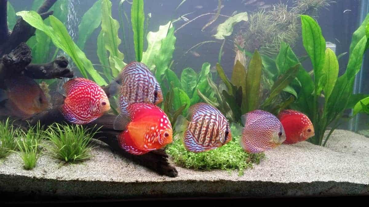 Discus Fish Care: Lifespan, Tank Mates, Diet, & Health (Tank Setup ...