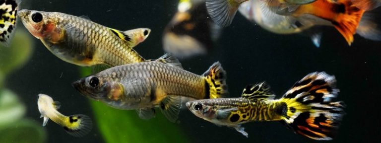 Guppy Fish Care (Lifespan, Tank Mates, Diet, & Health)