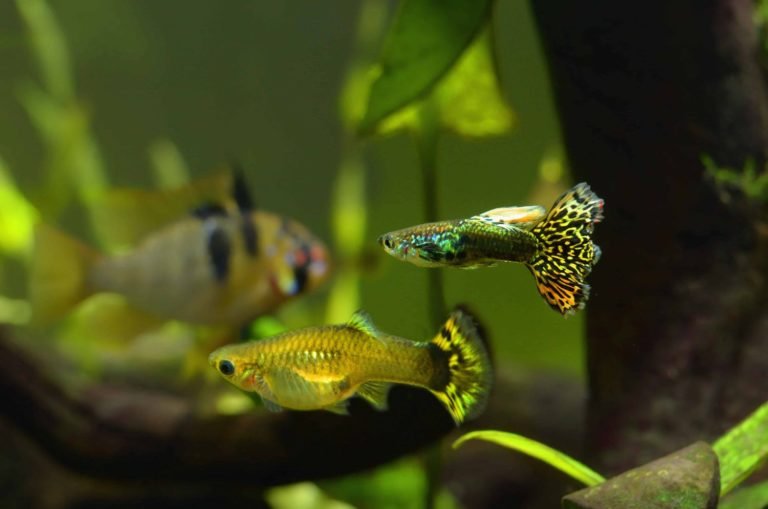 Guppy Fish Care (Lifespan, Tank Mates, Diet, & Health)