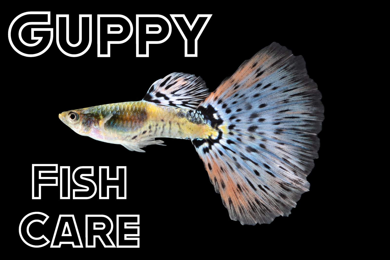 Guppy Fish Care (Lifespan, Tank Mates, Diet, & Health)