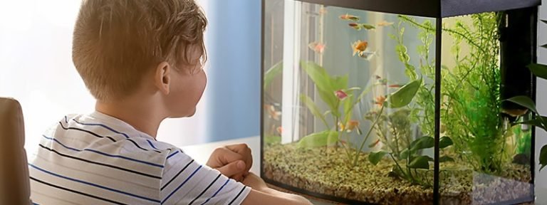 Best Fish Tanks for Kids: A Complete Buyers Guide