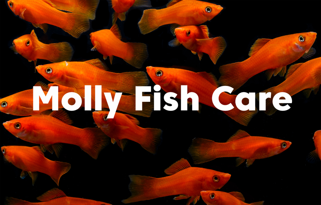 Molly Fish Care: Lifespan, Tank Mates, Diet, & Health – Fish Tank Setups