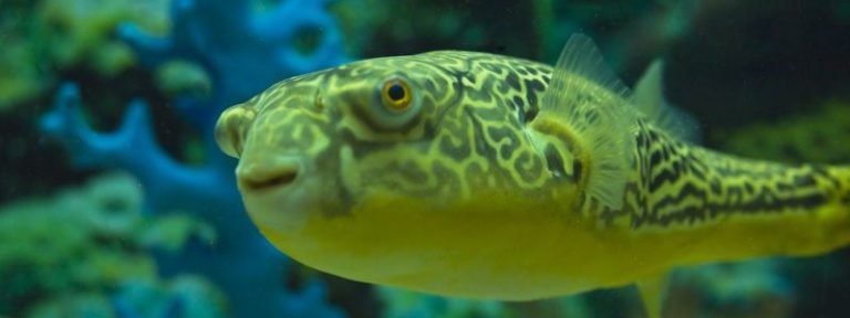 Fahaka Pufferfish Care (Lifespan, Requirements, Diet, Tank Mates)