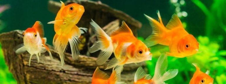 Why Do My Goldfish Die So Fast? (4 Reasons)