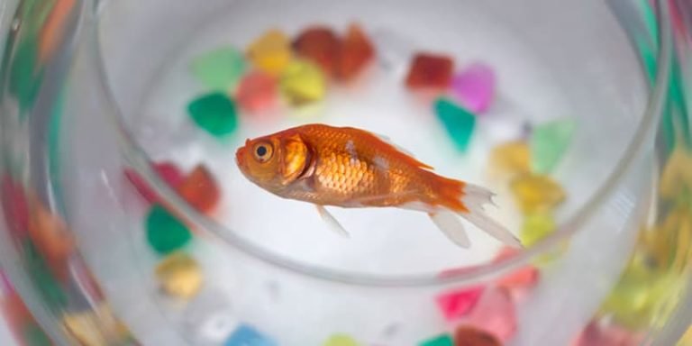 Why Do My Goldfish Die So Fast? (4 Reasons)