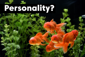 Do Fish have Personalities?