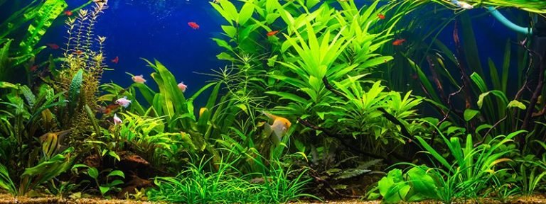Can Aquarium Plants Grow in Gravel?