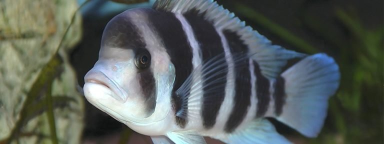 Frontosa Fish Care: Lifespan, Tank Mates, Diet, & Health