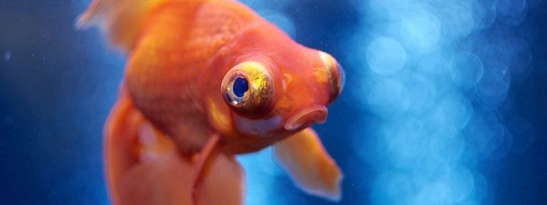 How to Calm Down Stressed Fish – 8 Helpful Tips – Fish Tank Setups