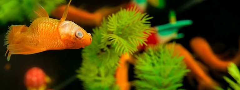 Home [fishtanksetups.com]