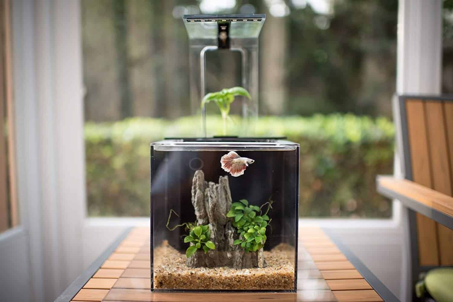 Best Fish Tanks for Beginners - 2023 Reviews & Buyer's Guide