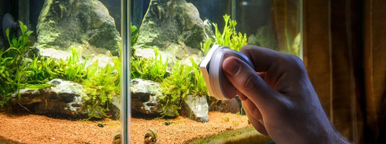 What's the Best Aquarium Glass Cleaner? Top 5 Popular Picks