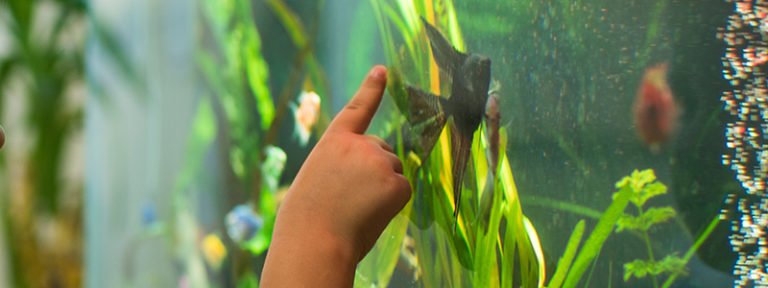 Why You Should Stop Tapping on Fish Tanks