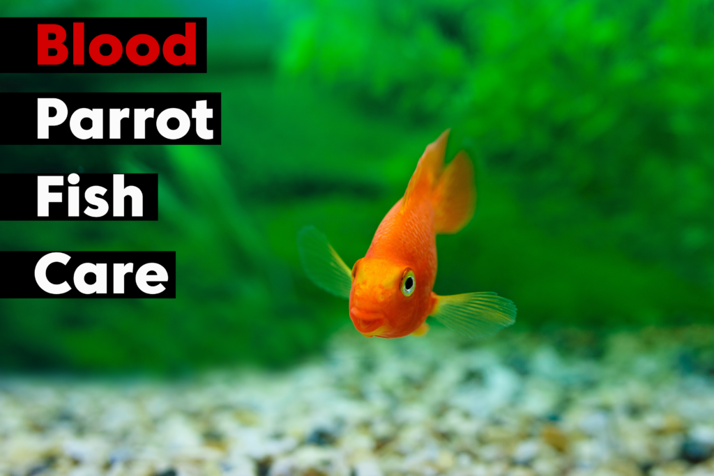 Blood Parrot Fish Care: The Man-Made Hybrid Cichlid – Fish Tank Setups