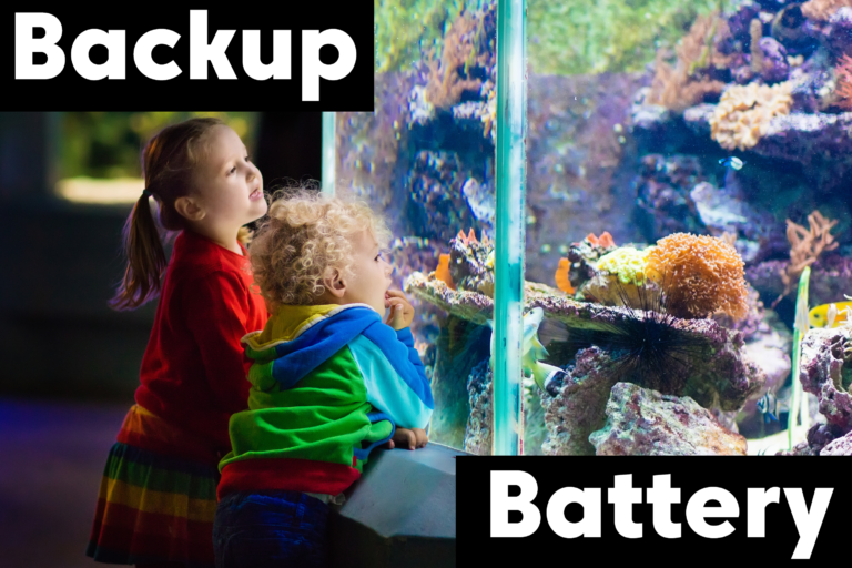 Fish Tank Setups – Setting Your Fish Up to Thrive