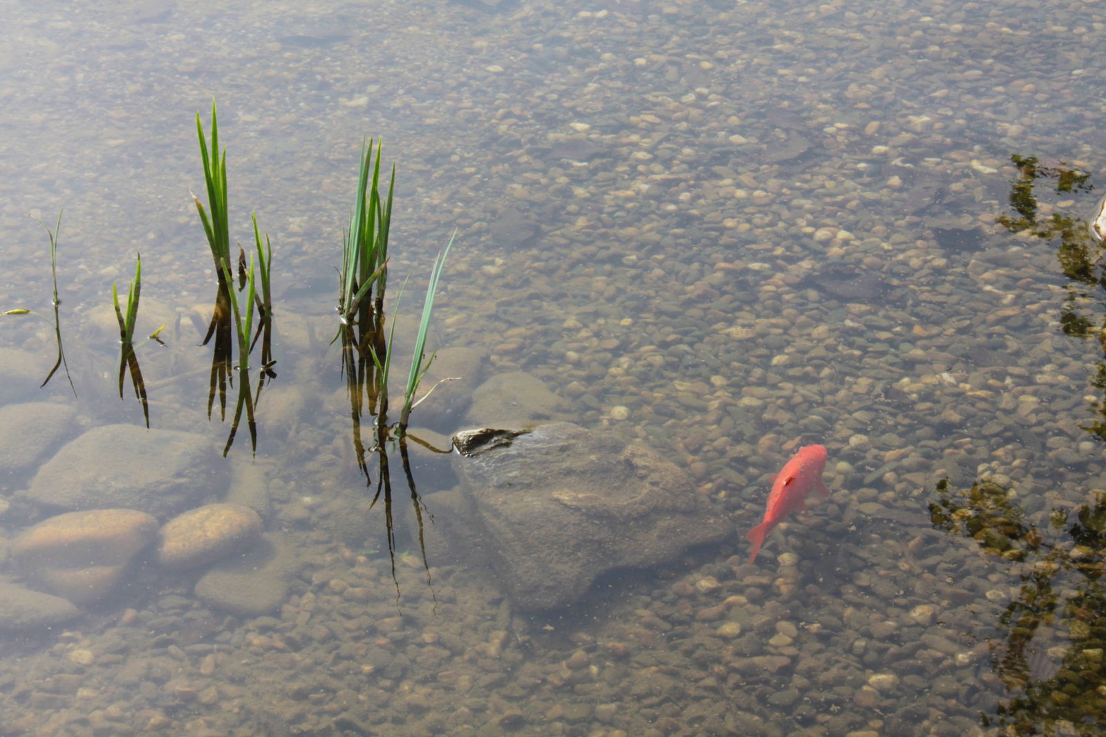 Is it Legal to Flush Fish Down the Toilet?