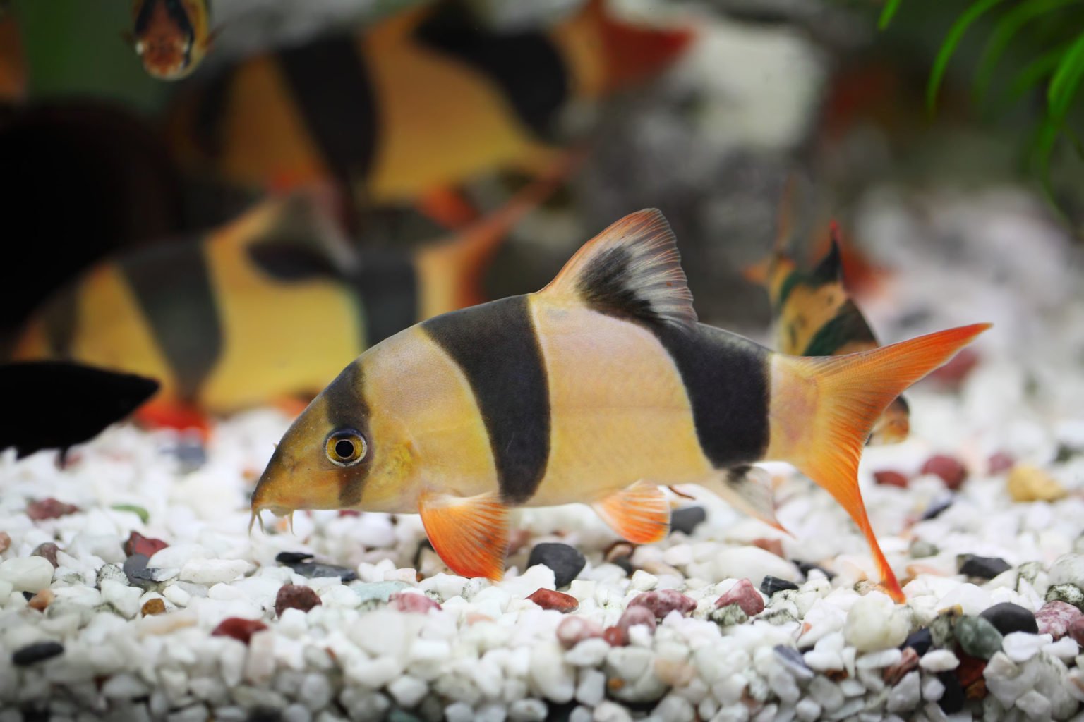How to Calm Down Stressed Fish - 8 Helpful Tips