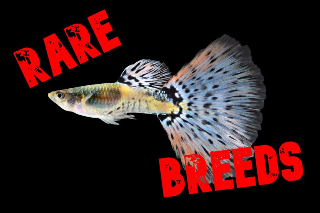 What are the Most Rare Guppy Breeds?
