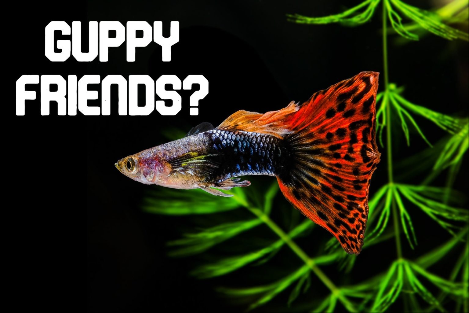 What are the Most Rare Guppy Breeds?