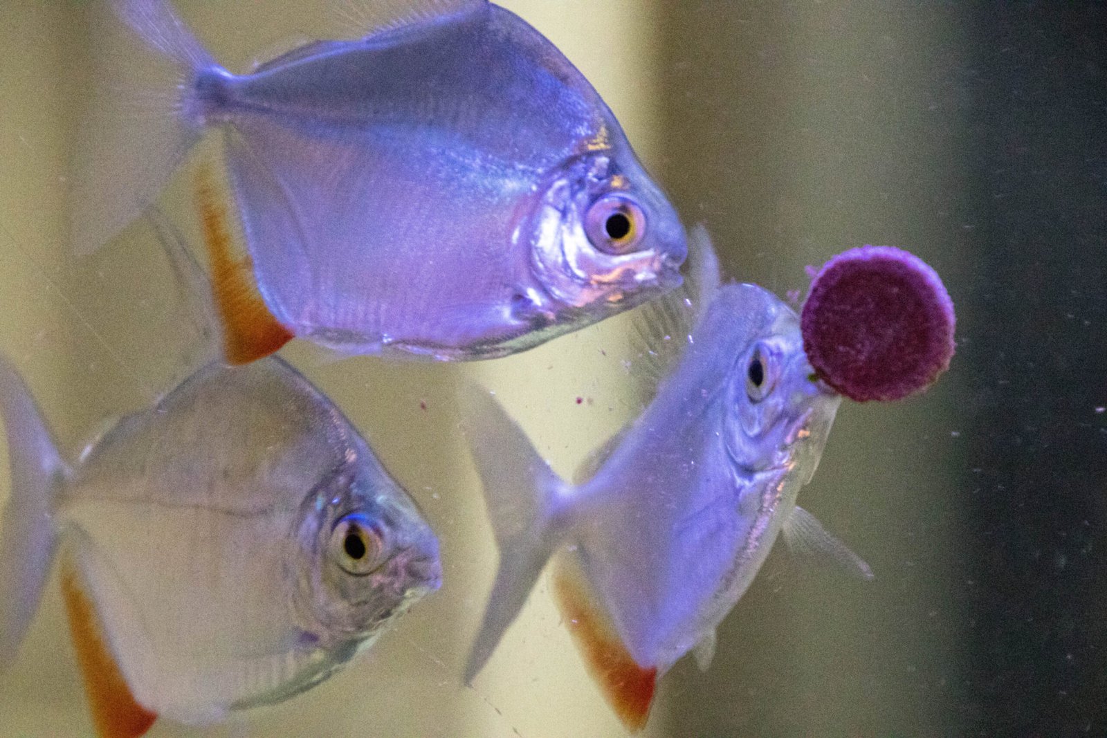 Silver Dollar Fish Care (Lifespan, Tank Mates, Diet, & Health)