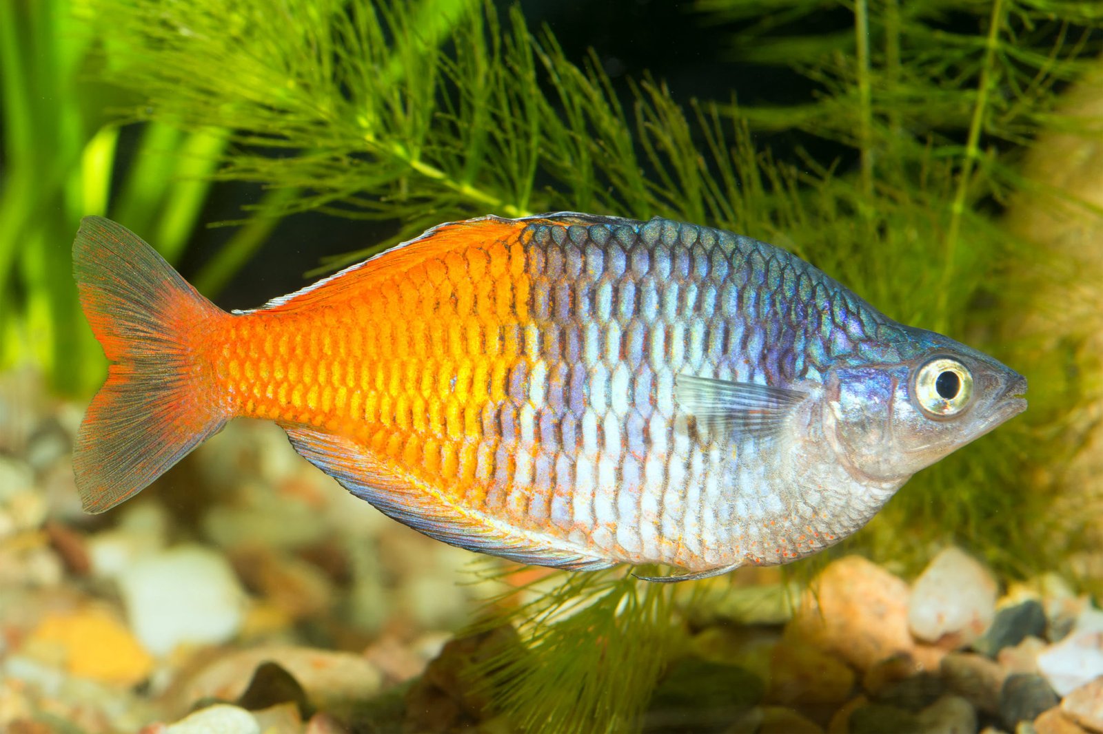 Rainbow Fish Care (Tank Setup, Tank Mates, Diet, & Health)
