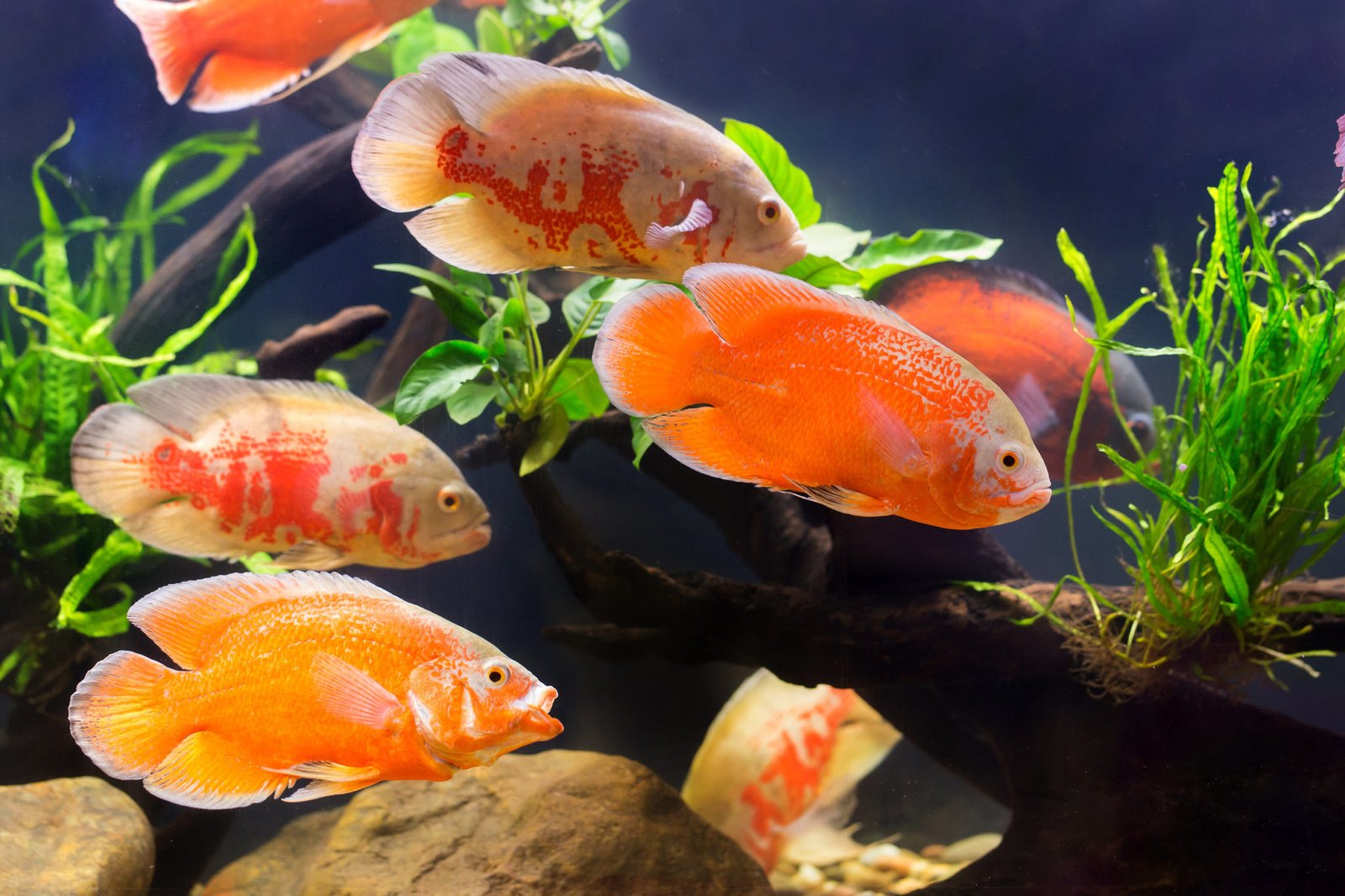 Is it Legal to Flush Fish Down the Toilet?